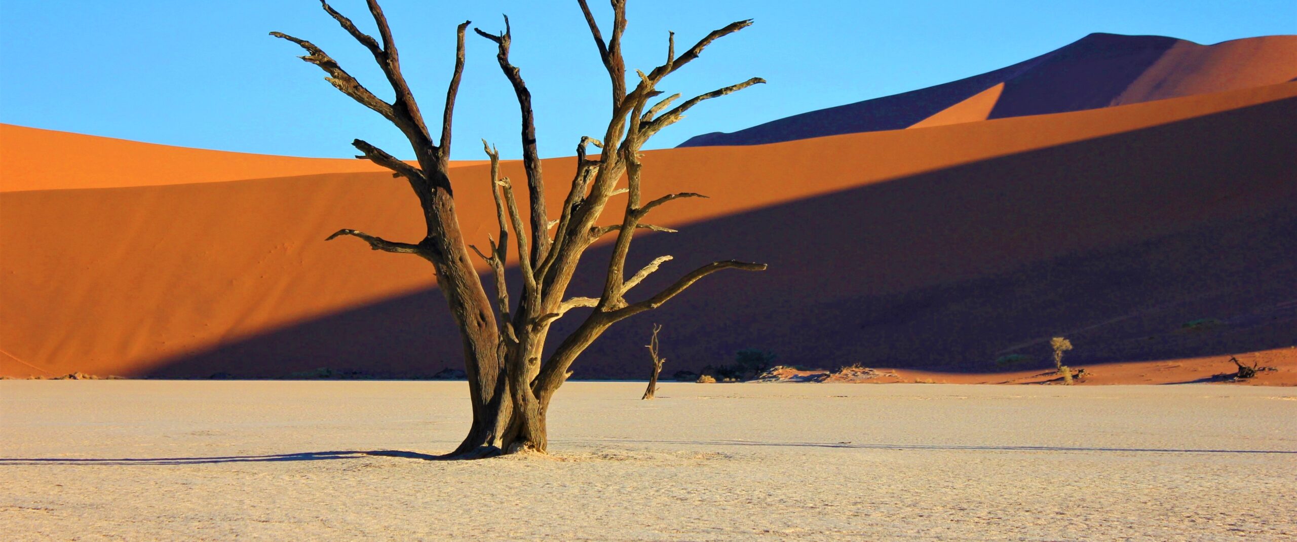 G-Solutions – Globbie